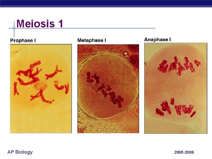 Chapter 10 Meiosis Sexual Reproduction AP Biology 2005