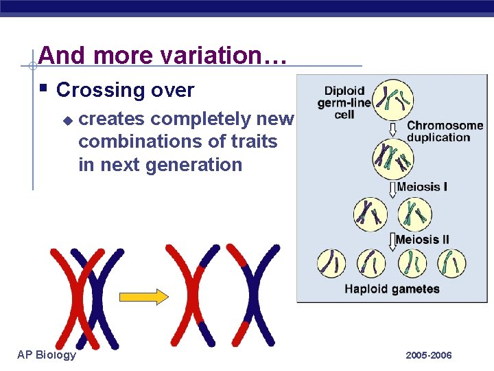 Chapter 10 Meiosis Sexual Reproduction AP Biology 2005