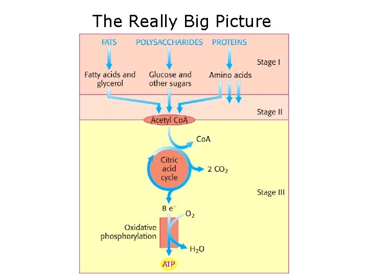 Metabolism A Little Biology Animals rely on energy