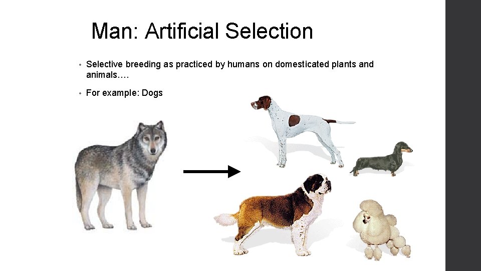 Artificial Selection Learning intention I can describe a