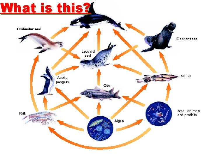 Ecology Notes 2 Symbiotic Relationships Food Webs Food