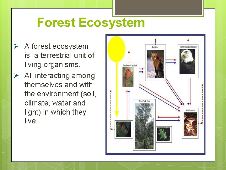 Ecology and Ecosystem Dr Mitali Gupta Dr Ambedkar