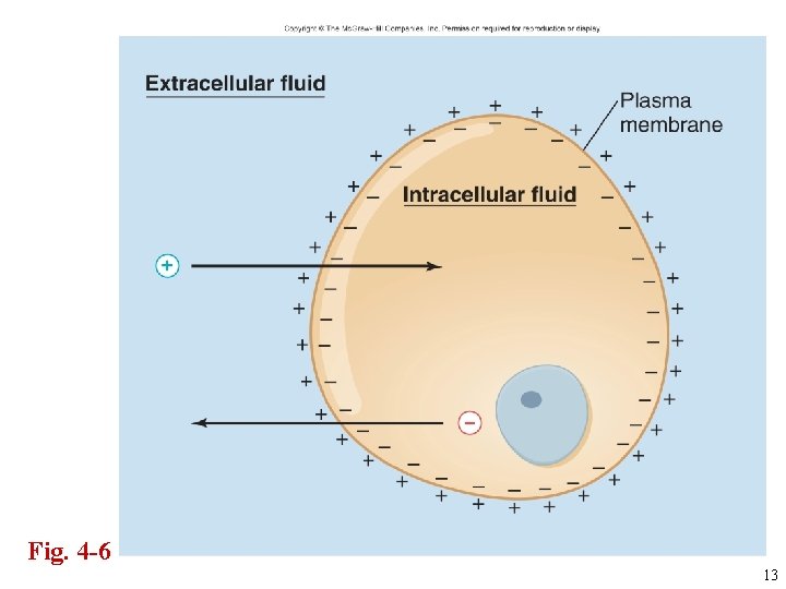 Chapter 04 Lecture Outline Movement Across Cell Membranes