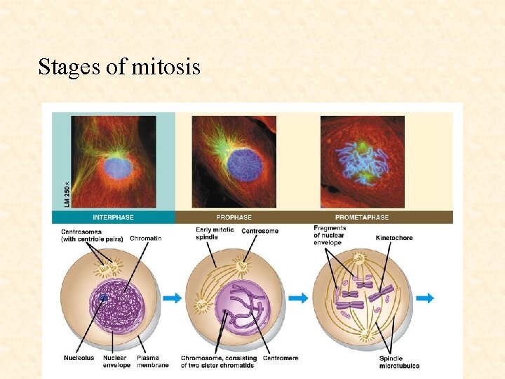 CHROMOSOME quick background CHROMOSOMES Location and Structure nucleolus