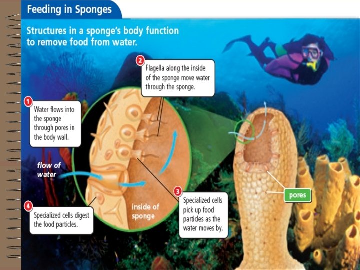 INVERTEBRATE ANIMALS MOST ANIMALS ARE INVERTEBRATES CNIDARIANS WORMS