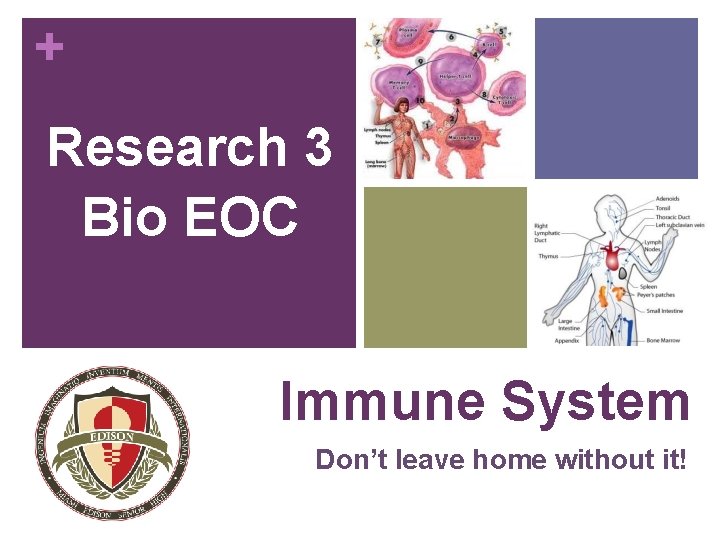 Immune System Day 1 Research 3 Bio EOC
