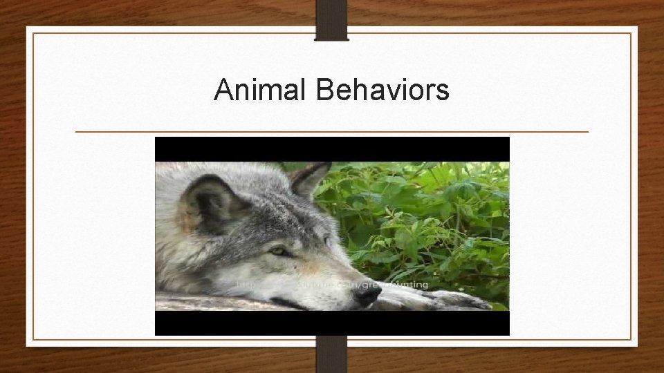 Plants and Animals By Michaela Ivey Alabama Course