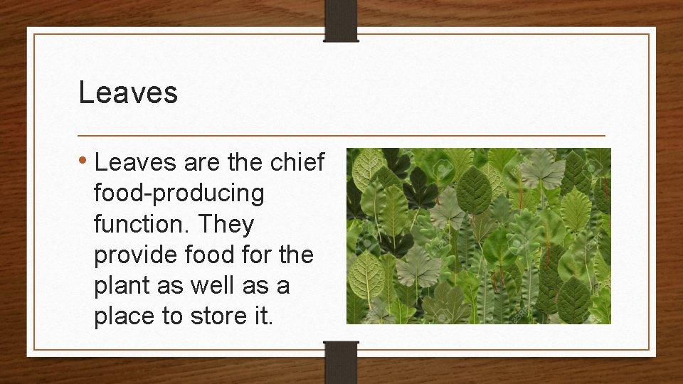 Plants and Animals By Michaela Ivey Alabama Course