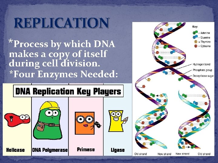 DNA Vocabulary DNA Deoxyribonucleic Acid Contains Genes Genes