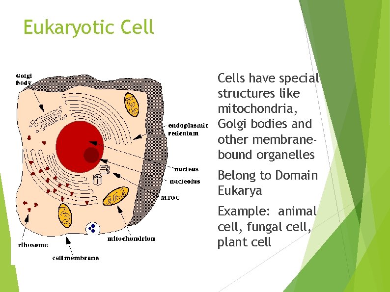 Cell Structure Biology chapter 5 section 2 Objectives