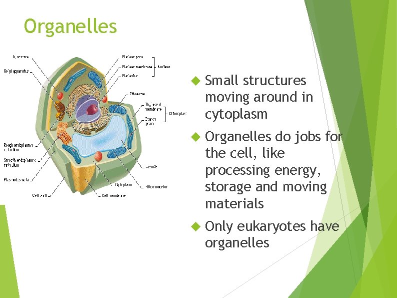 Cell Structure Biology chapter 5 section 2 Objectives
