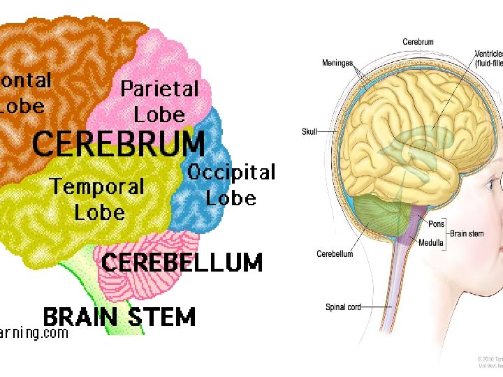 UNIT 8 HUMAN BODY SYSTEMS Nervous system and