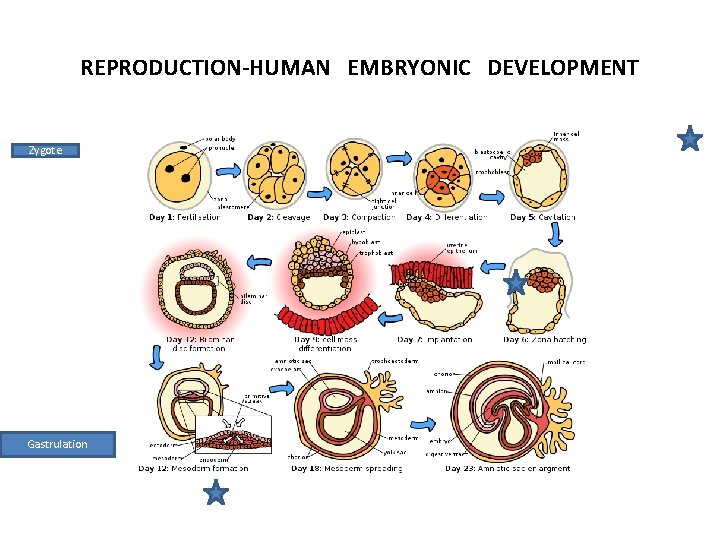 UNIT 8 HUMAN BODY SYSTEMS Nervous system and