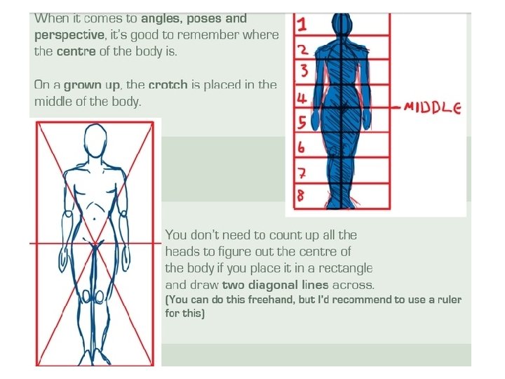 Human Proportions The basic guide for body proportion