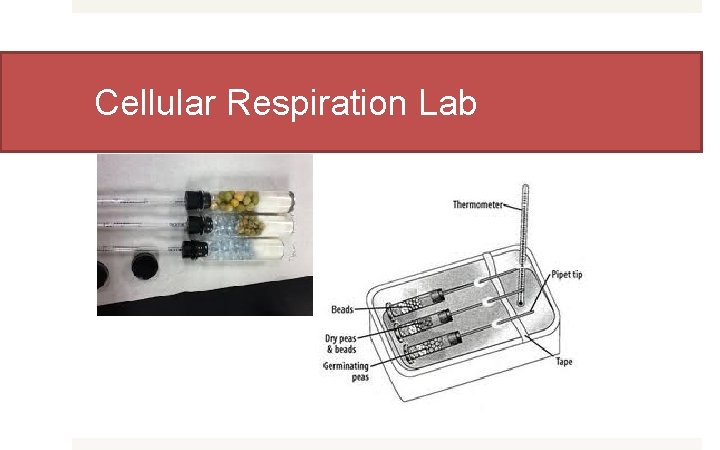 Cellular Respiration Lab Warm Up 4 minutes 1