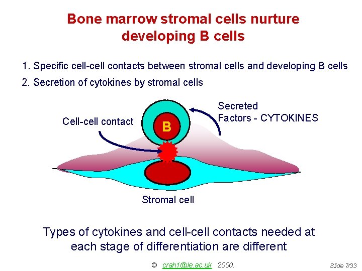 B Cells and B Cell Development Dr Colin