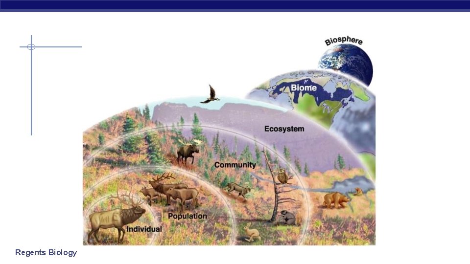 Ecology Putting it all together u Regents Biology