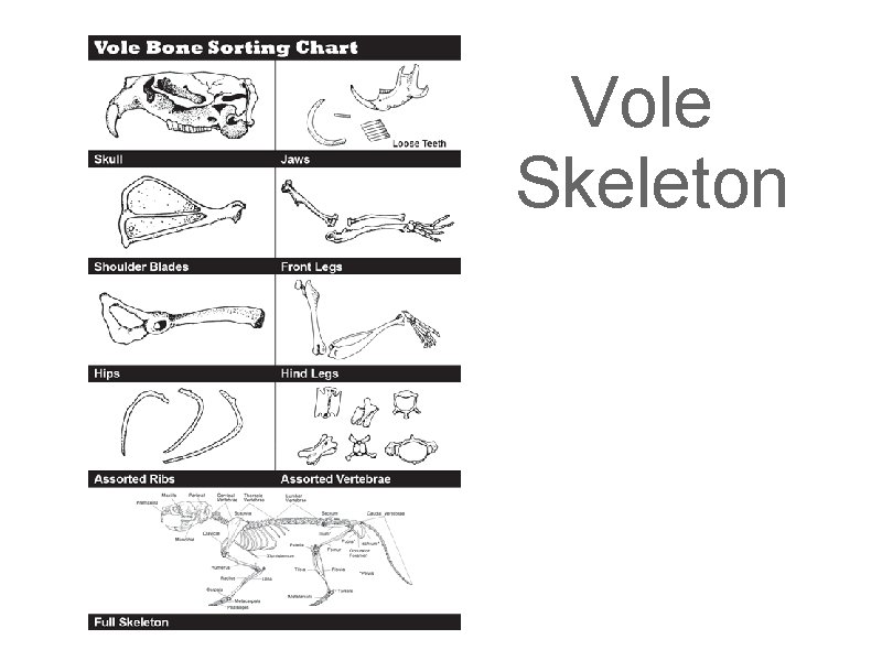 Owls Silent Hunters What do you know about