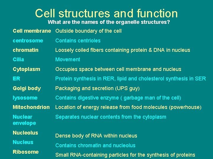 Lab 4 Cell Structure Presented by Kami What