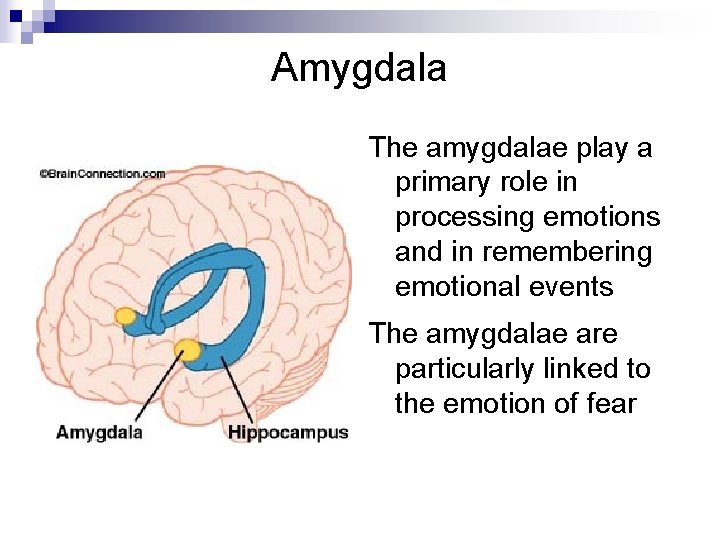 Paper 2 The Biological Approach Spec 3 2