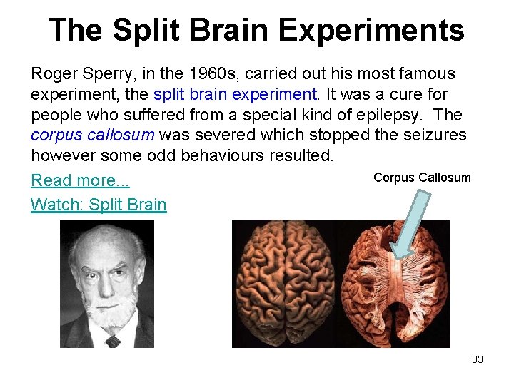 Biological Bases of Behaviors Part 1 The Brain