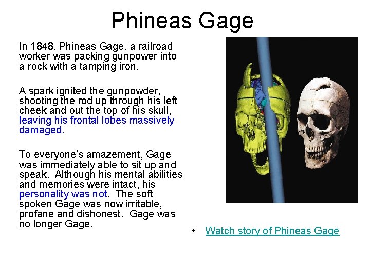 Biological Bases of Behaviors Part 1 The Brain
