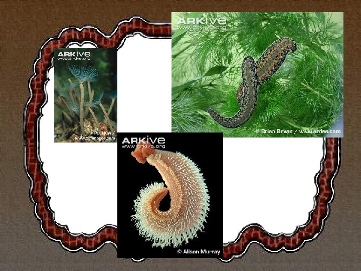 Earthworm Behavior Lab Biology Knowledge of Earthworms What