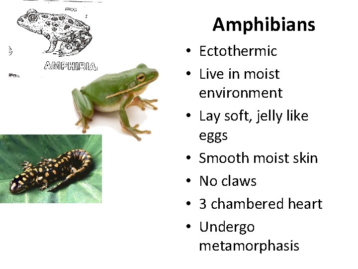 Phylum Chordata Have endoskeleton of bone and or