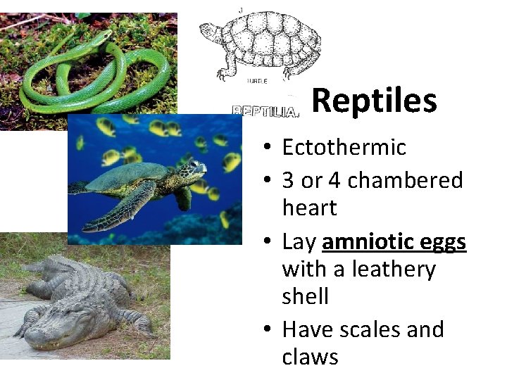 Phylum Chordata Have endoskeleton of bone and or