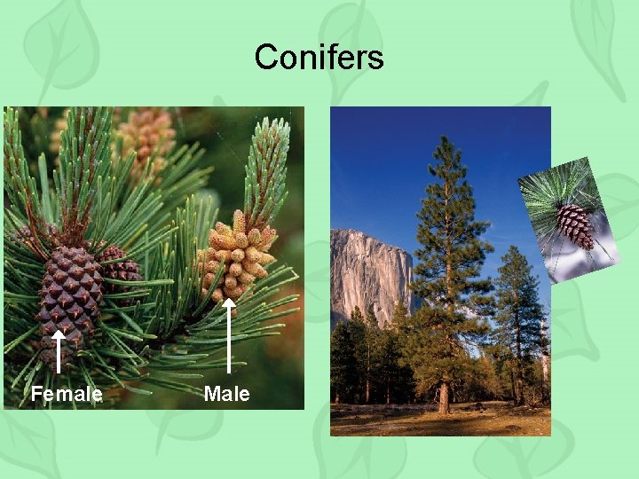 Plant Classification 5 5 3 Distinguish between the