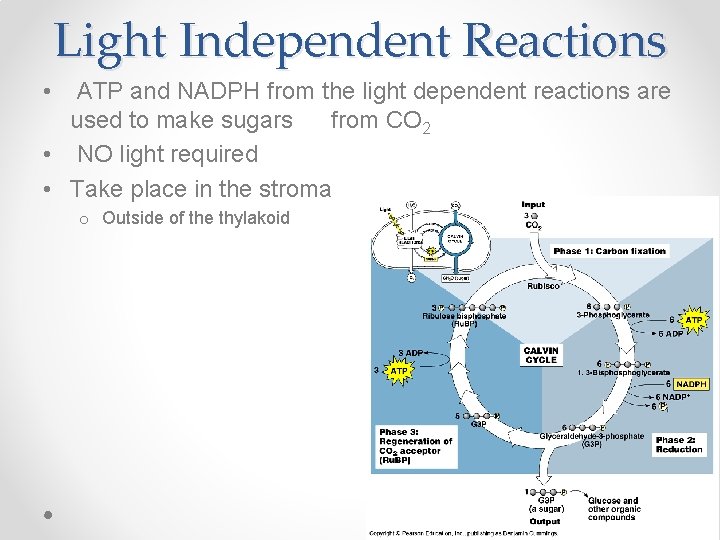 Introduction to Energy and Metabolism Chapter 8 Energy