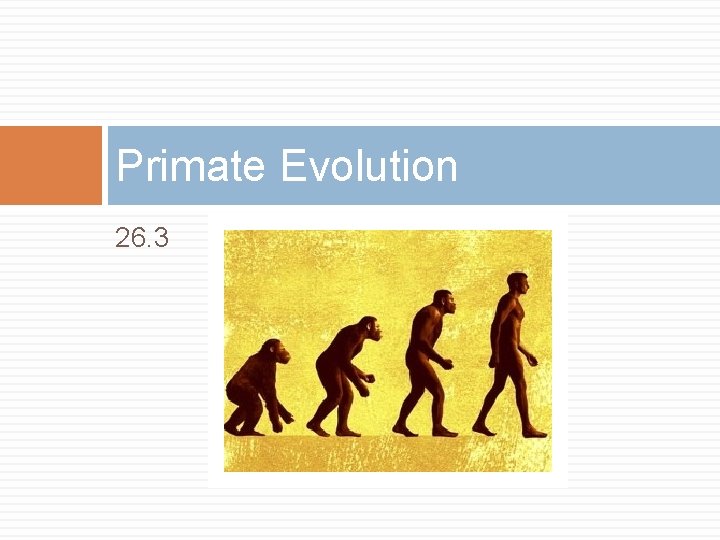 ANIMAL EVOLUTION DIVERSITY Chapter 26 Nonchordate Invertebrates Sponges