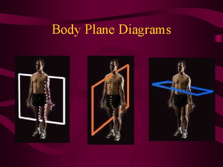 The Human Body Orientation Introduction What is anatomy
