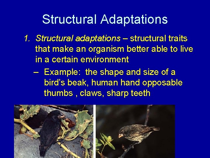 Evolution by Natural Selection Adaptations What makes an
