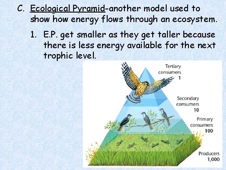 Bellringer5 1 Notes 5 1 Energy Flow I