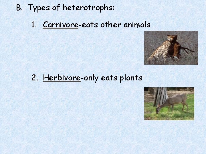 Bellringer5 1 Notes 5 1 Energy Flow I