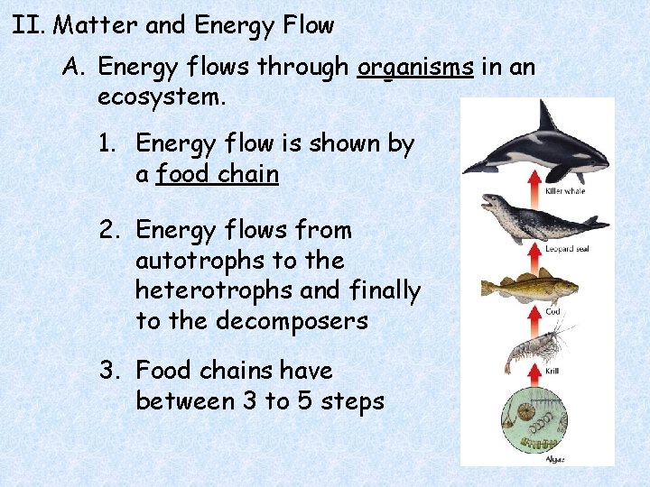 Bellringer5 1 Notes 5 1 Energy Flow I