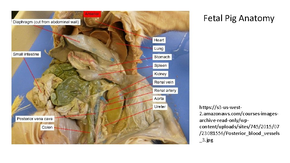 Comparative Anatomy Evidence for Natural Selection Evolution Being