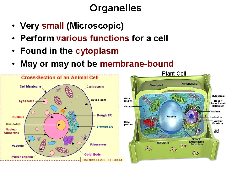 BT 1001 Biology for Engineers UNIT I Introduction