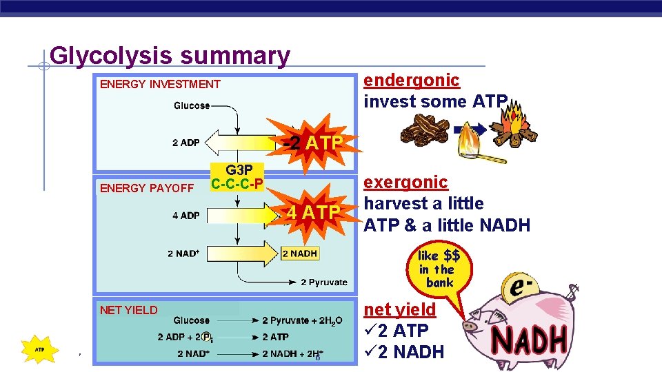 Cellular Respiration Stage 1 Glycolysis AP Biology 262022