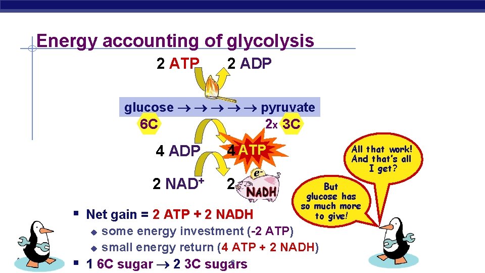 Cellular Respiration Stage 1 Glycolysis AP Biology 262022