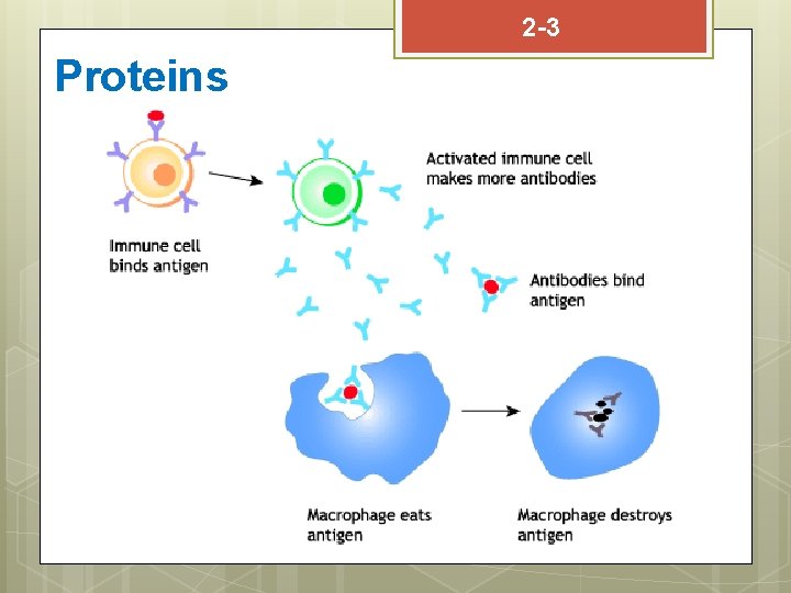 Objectives Comparecontrast solution and suspension Explain why buffers