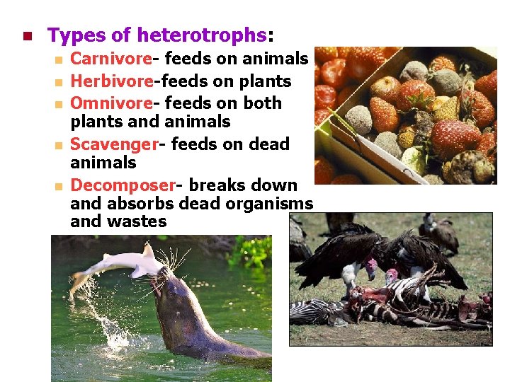 Principles of Ecology The trouble with ecology is