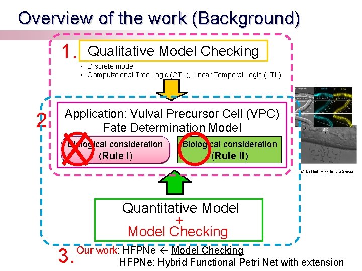 Simulationbased Model Checking Approach To Cell Fate Specification