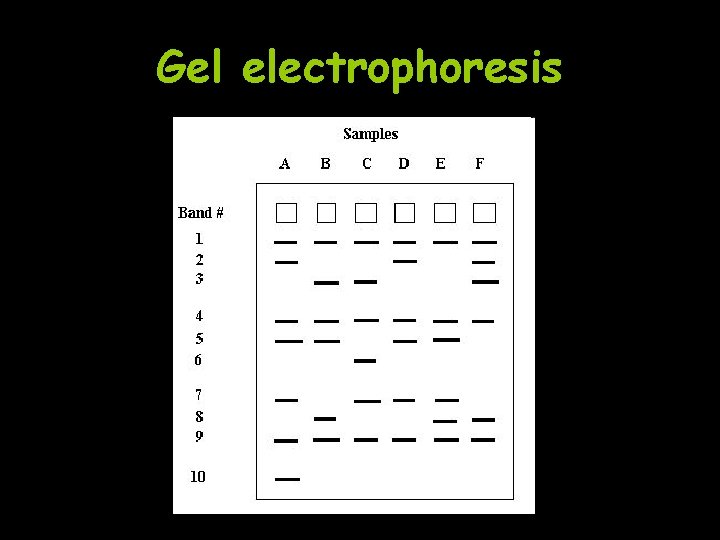 DNA Profiling S 1 Science Biological Sciences Learning