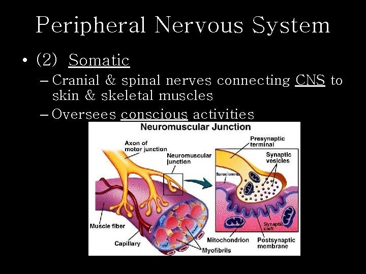 Your brain and nervous system How does it