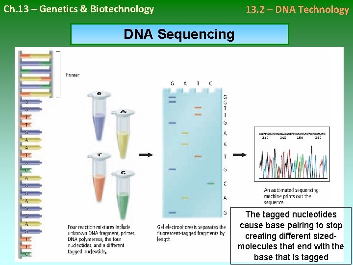 Ch 13 Genetics Biotechnology 13 2 DNA Technology
