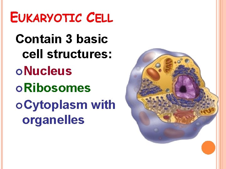 BASIC STRUCTURE OF A CELL CELL THEORY 1
