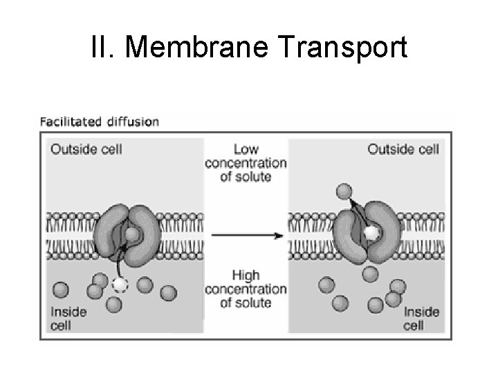 II Membrane Transport Two types Passive Active A