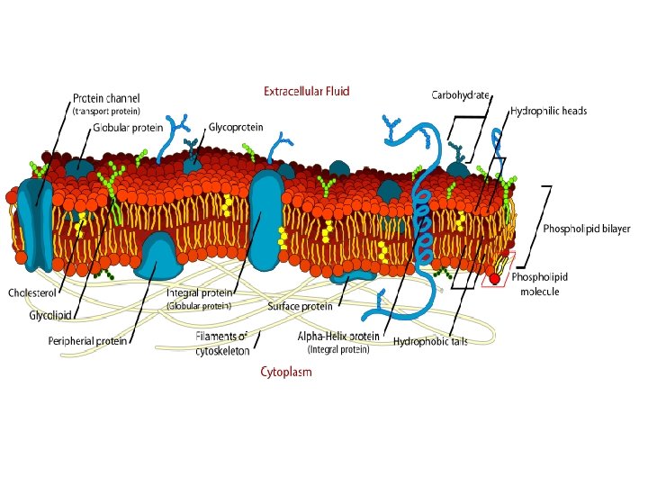Cell Boundaries Composition Osmosis Diffusion ActivePassive Transport Cell
